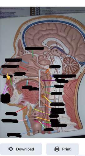 Lab Exam 3 Respiratory System Flashcards Quizlet