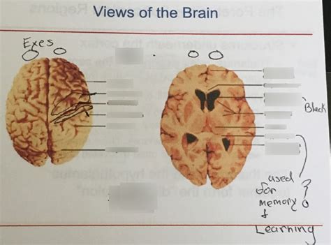 Physiological Psyc Exam 1 Diagram Quizlet