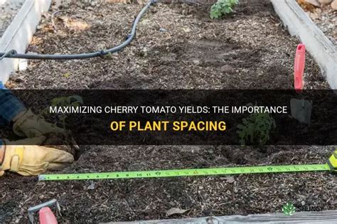 Maximizing Cherry Tomato Yields The Importance Of Plant Spacing Shuncy