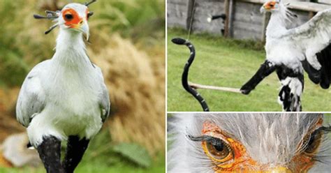 Trầm Trồ Trước Loài Chim Thư Ký Có Chân Dài Tới Nách Kiêu Sa Và Hàng Mi Cong Sang Chảnh Khiến