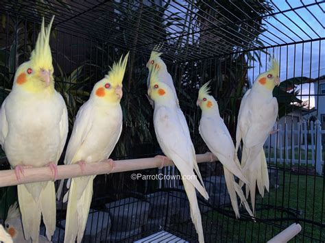 Yellow Cockatiel Bird