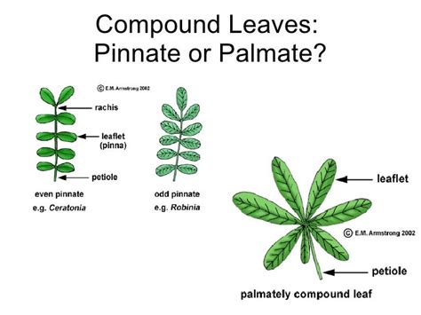 Plant Recognition