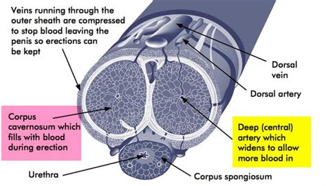 Erectile Dysfunction Causes Symptoms Diagnosis Prevention And Treatment