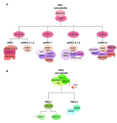 The Subunit Composition Of Polycomb Repressive Complexes A Subunit