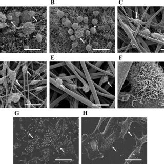 Scanning Electronic Microscopy SEM Images From A AA PCL Scaffolds Download Scientific