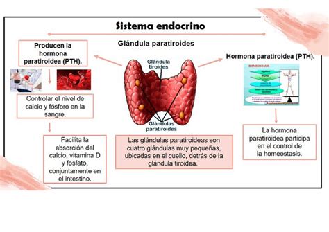 Diapositiva De La Glándula Paratiroides Glándula Paratiroides