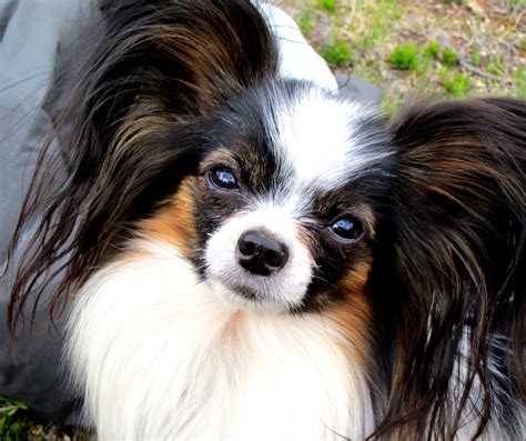 Papillon All Small