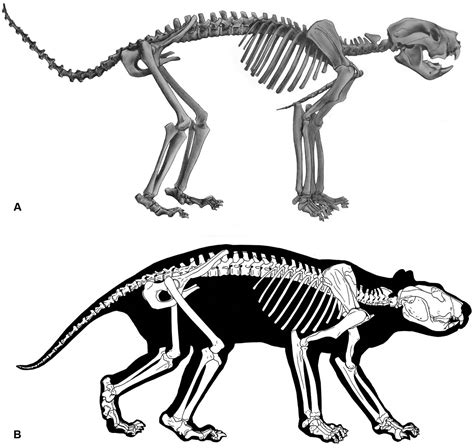 Thylacoleonidae Wikipedia
