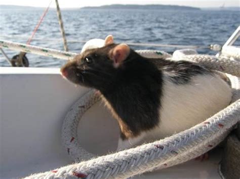 Rats Enjoy Sailing And Other Unexpected Rat Facts Public Health Insider