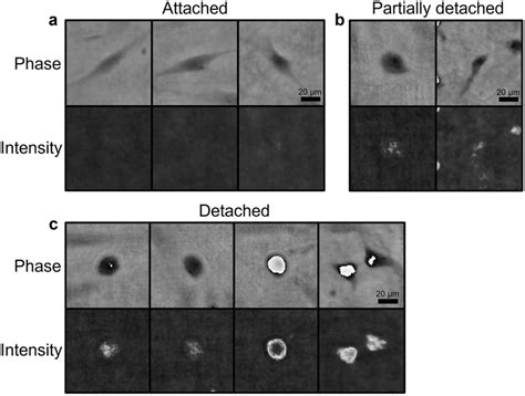 Visualisation Of The Novel Cell Detachment Feature Raw Phase And