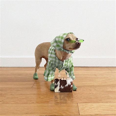 Funny Pet Fashion Dogs In Outfits Trendy Dog Doggie Style