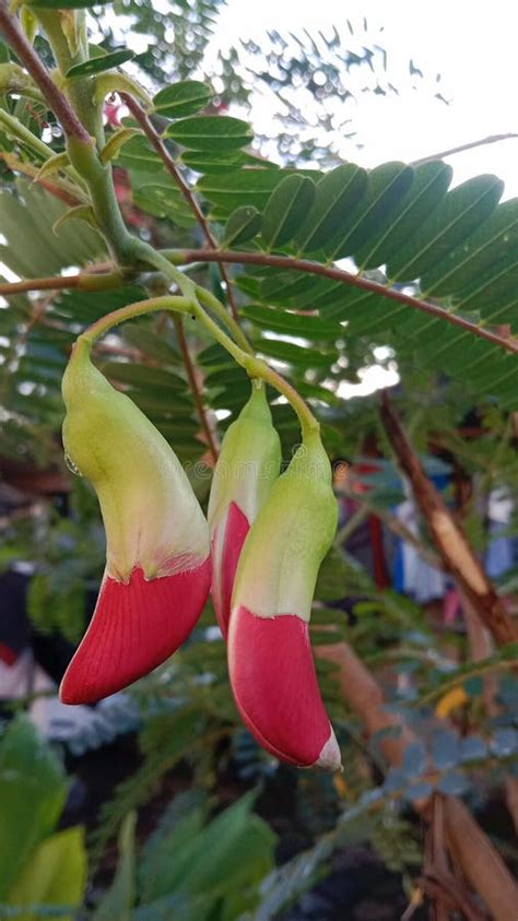 Turi Flowers Are Usually Used As An Ingredient In Traditional Di Shes