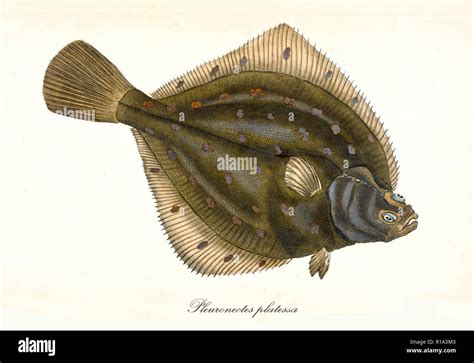Ancient Colorful Illustration Of European Plaice Pleuronectes Platessa