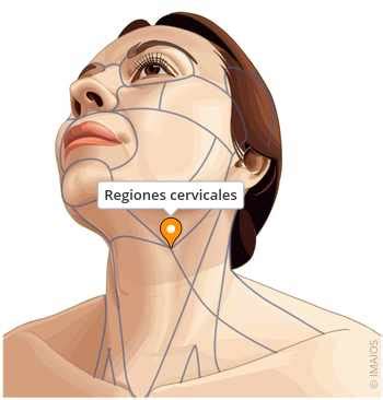 Regiones Cervicales E Anatomy Imaios