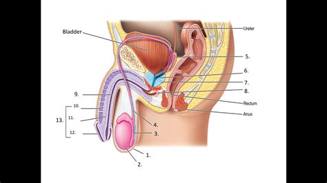 Male Reproductive Diagram Quizlet