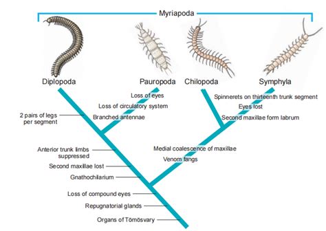 Subphylum Myriapoda Eazybio Subphylum Myriapoda Eazybio
