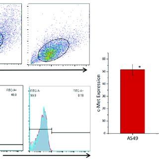 Expression Levels Of C Met On The Surface Of Cancer Cell Lines Detected