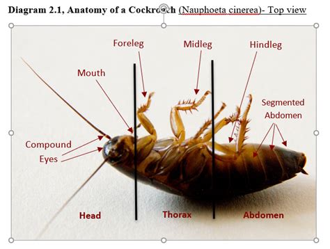 Wood Cockroaches Breeding Season At Phillip Danforth Blog