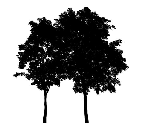 Tree Shadow Pngs For Free Download