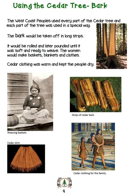 Celebrating Indigenous People Learning About The Cedar Tree Of Life