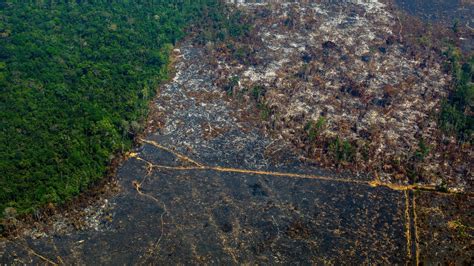 Amazon Rainforest Deforestation Before And After