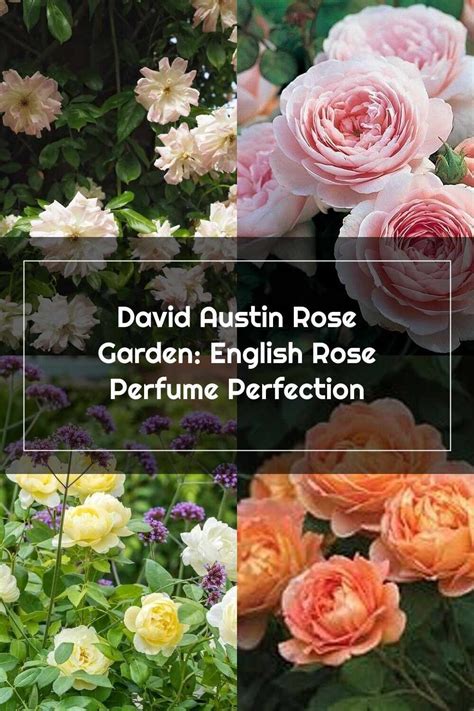 English Roses David Austin Rose Garden English Rose Perfume Perfection