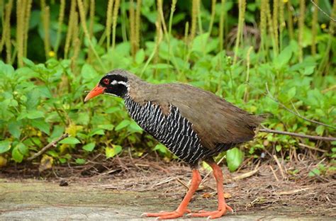 Okinawas Three National Parks