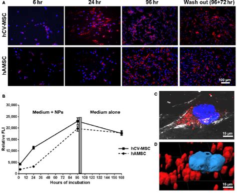 np internalization a representative microscopy images showing