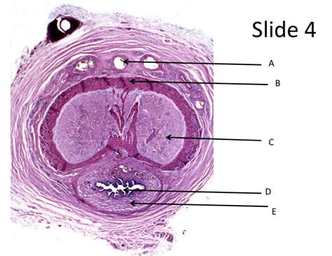 Male Reproductive Lab 3 Diagram Quizlet