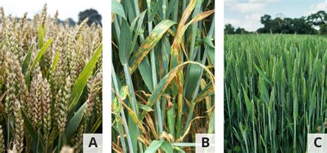 Plant Pathology The Global Impact Of Wheat Diseases