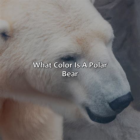 What Color Is A Polar Bear