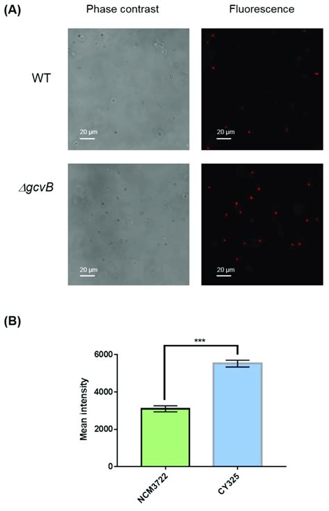 Detection Of Superoxide A Detection Of Superoxide By Dhe Staining