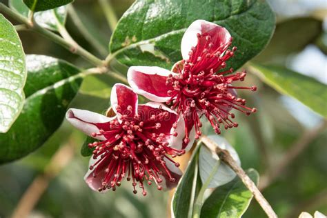 Flor De Feijoa En Flor Imagen De Archivo Imagen De Estambre 184067431