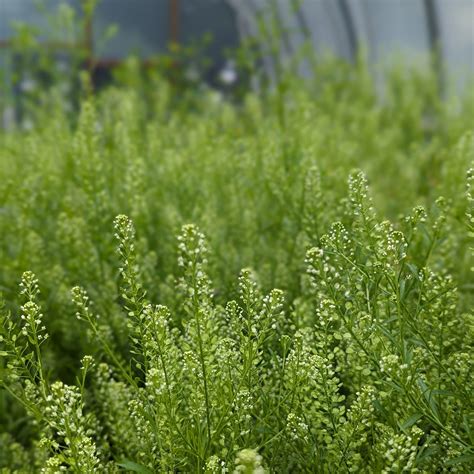 Peppergrass — Three Acre Farm