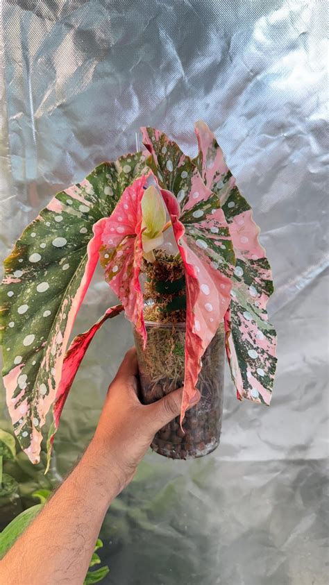 Begonia Pink Maculata High Variegated Etsy