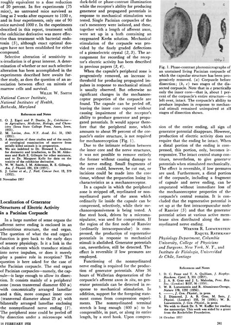 Pacinian Corpuscle Structure
