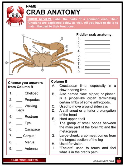 King Crab Anatomy