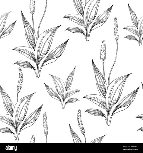 Plantain Hand Drawn Seamless Graphic Pattern Ornament With Plantain