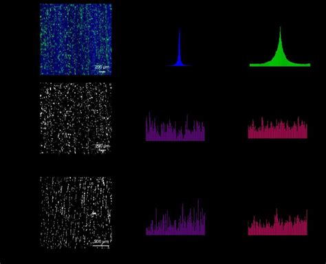 Quantitative Cell Directionality And Distribution A Typical Field Of
