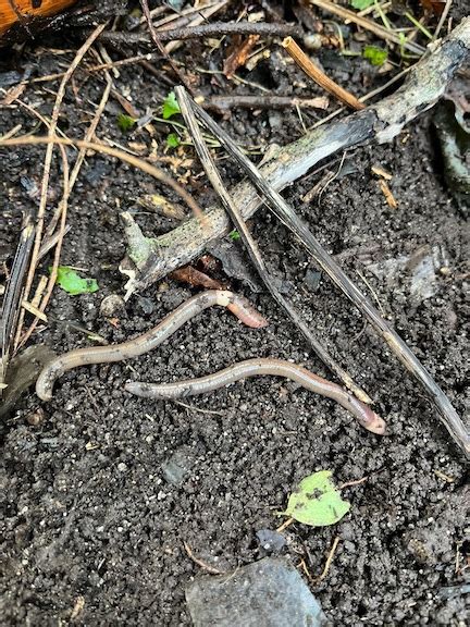 Jumping Worms In Maine Maine Organic Farmers And Gardeners