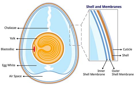 Everyday Chemistry Why Do Unboiled Eggs Last Longer Than Boiled Eggs