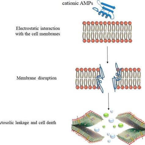 Antimicrobial Peptides Amps Induce Anticancer Activity By Inducing Download Scientific