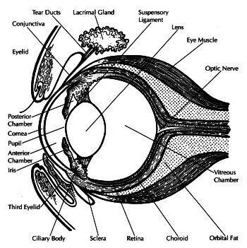 Anatomía Del Ojo Del Caballo Página 2 Vectores De Estructura Ojo