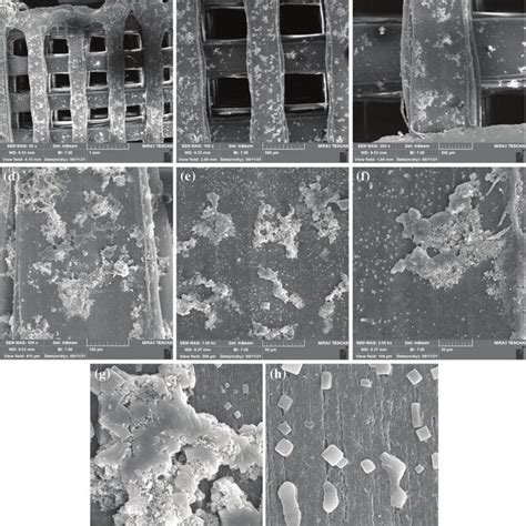 Scanning Electron Microscopy With Different Magnification Levels For