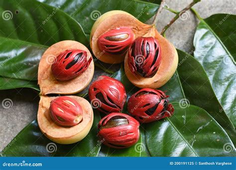 Nutmeg Many Isolated Red Nutmeg Fruit Seeds Kerala India Stock Image