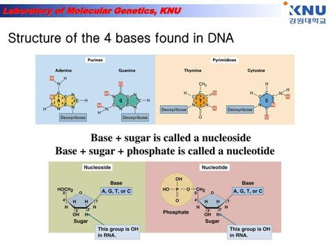 What Are The Four Bases Sexually At Phyllis Mosier Blog