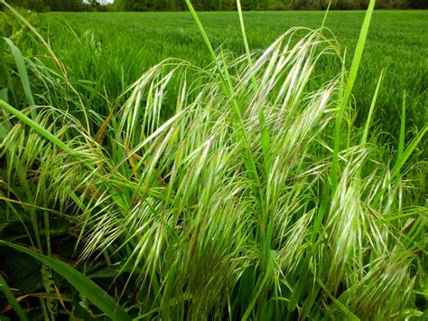 How To Grow Bromus Tectorum Earthone