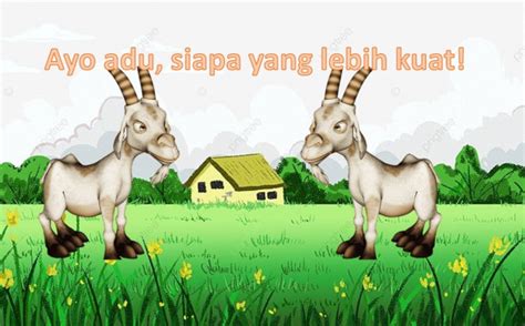 Dimba Dan Dambi Adu Domba