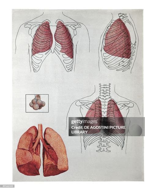 Lung Lobes