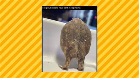Is This Frog Buttcheeks Photo Real
